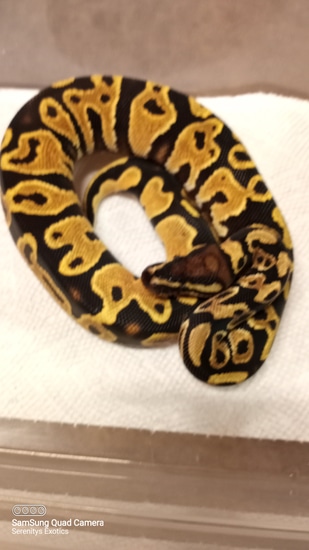 Yellow Belly Ball Python by Serenitys Exotics