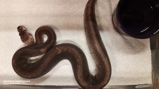 Pastel Super Cinnamon Ball Python by Serenitys Exotics