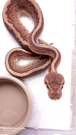 Cinnamon Pinstripe Ball Python by Serenitys Exotics