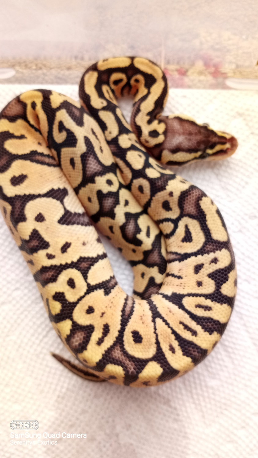 Super Pastel GHI Ball Python by Serenitys Exotics - MorphMarket