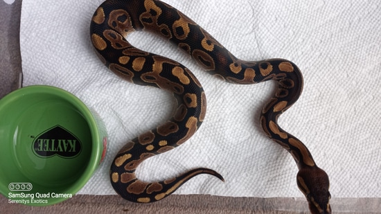 Normal Ball Python by Serenitys Exotics