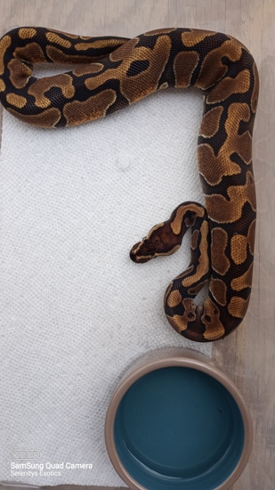 Enchi Ball Python by Serenitys Exotics