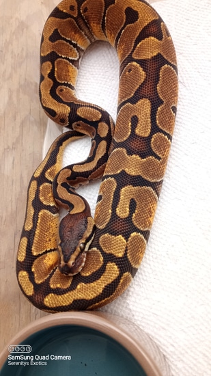 Enchi Ball Python by Serenitys Exotics
