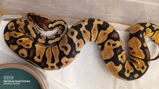 Pastel Ball Python by Serenitys Exotics