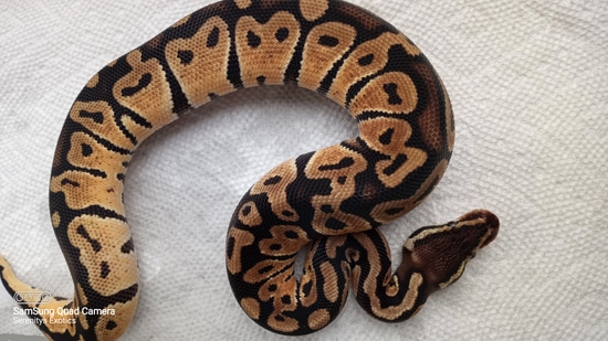 Pastel Ball Python by Serenitys Exotics
