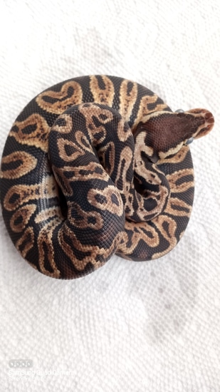 Pastel GHI Ball Python by Serenitys Exotics