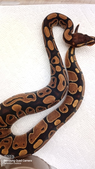 Normal Ball Python by Serenitys Exotics