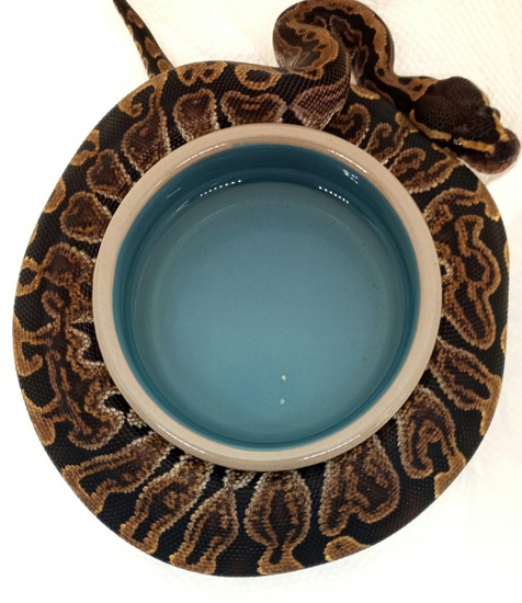 GHI Ball Python by Serenitys Exotics