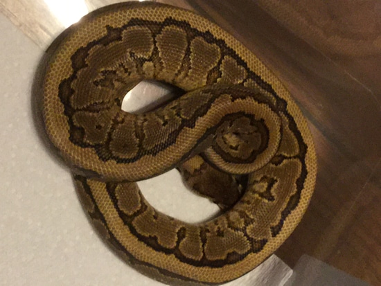Pinstripe Yellow Belly Ball Python by Serenitys Exotics