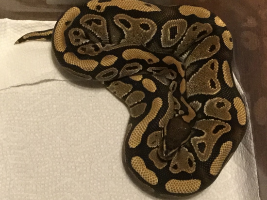 Special Ball Python by Serenitys Exotics