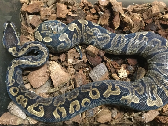 GHI Ball Python by Serenitys Exotics