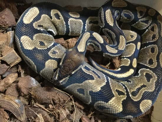 Normal Ball Python by Serenitys Exotics
