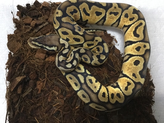 Pastel Asphalt/Gravel Ball Python by Serenitys Exotics