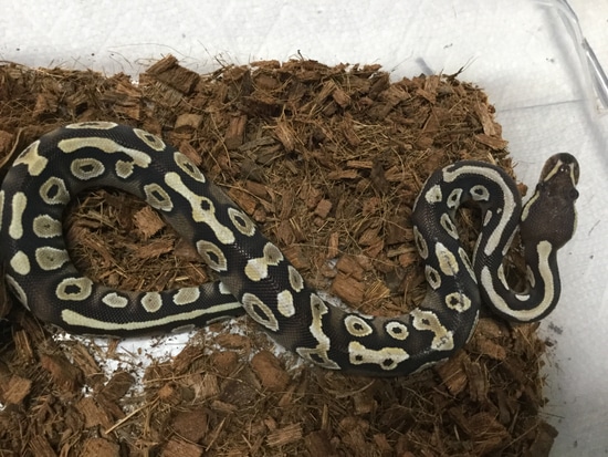Mojave Ball Python by Serenitys Exotics