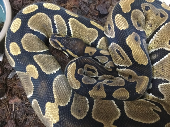 Normal Het Pied Ball Python by Serenitys Exotics