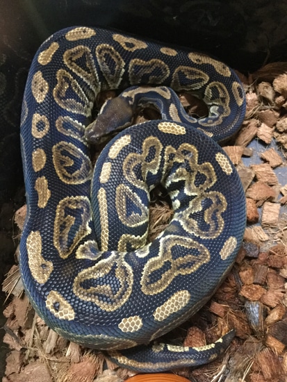 Black Pastel Ball Python by Serenitys Exotics