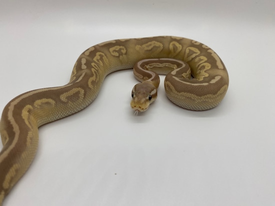 Banana Pewter Gargoyle Ball Python by Serenitys Exotics