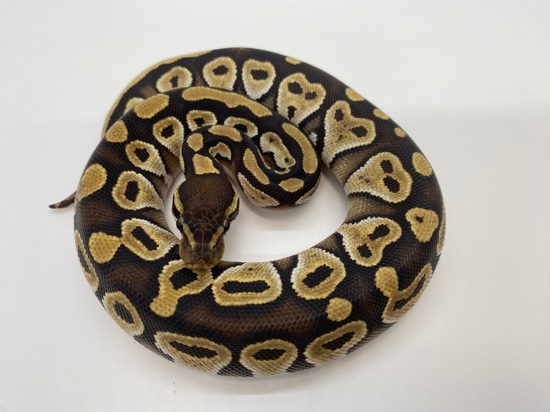 Mojave Ball Python by Serenitys Exotics