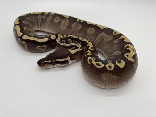 GHI Butter Ball Python by Serenitys Exotics