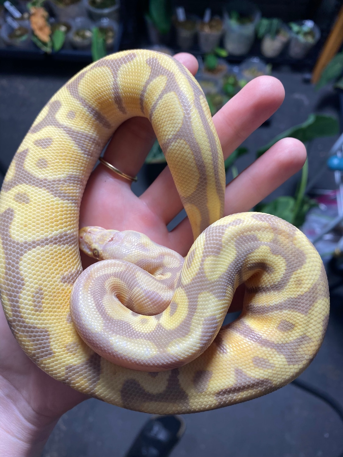 Pastel Candy Ball Python by Rootball Exotics - MorphMarket