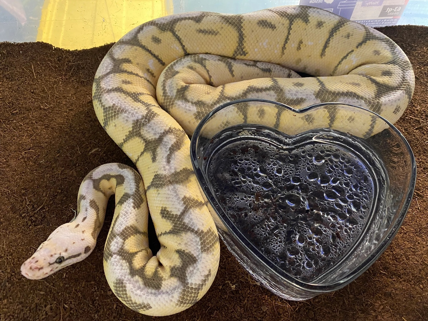 PROVEN BREEDER Killer Bee Ball Python by Rootball Exotics - MorphMarket