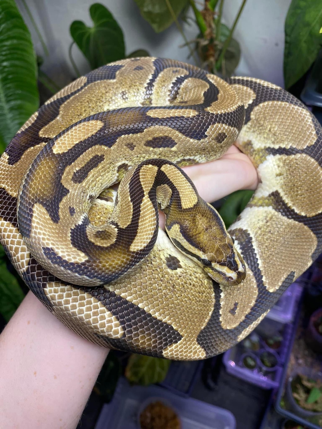 PROVEN BREEDER Firefly Ball Python by Rootball Exotics - MorphMarket