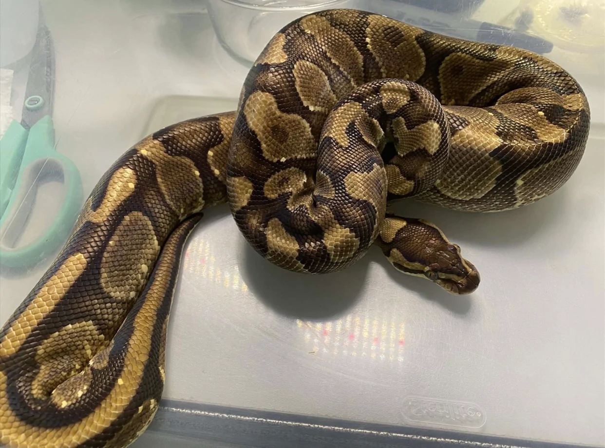 Enchi Yellowbelly Ball Python by Rootball Exotics - MorphMarket