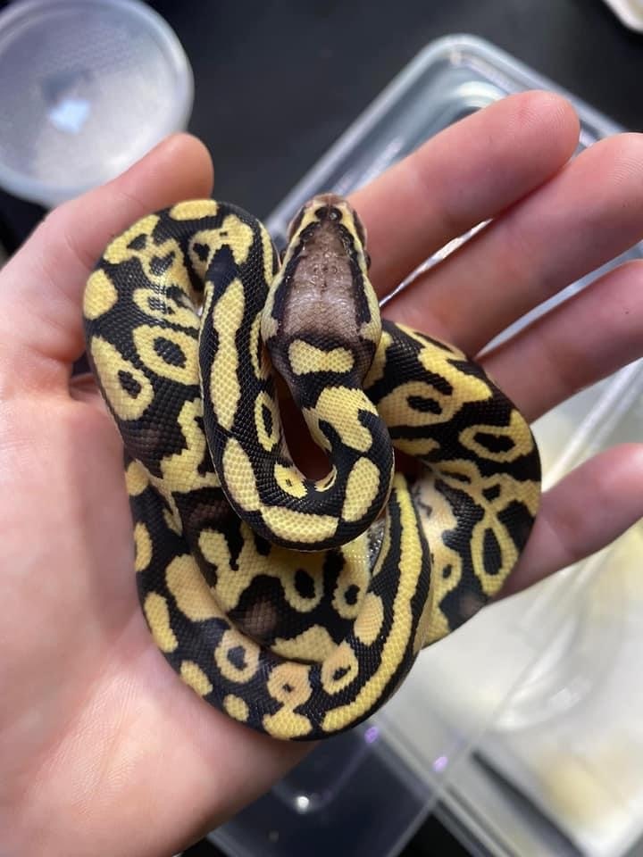 Super Pastel 100% Het Clown Ball Python by Rootball Exotics - MorphMarket