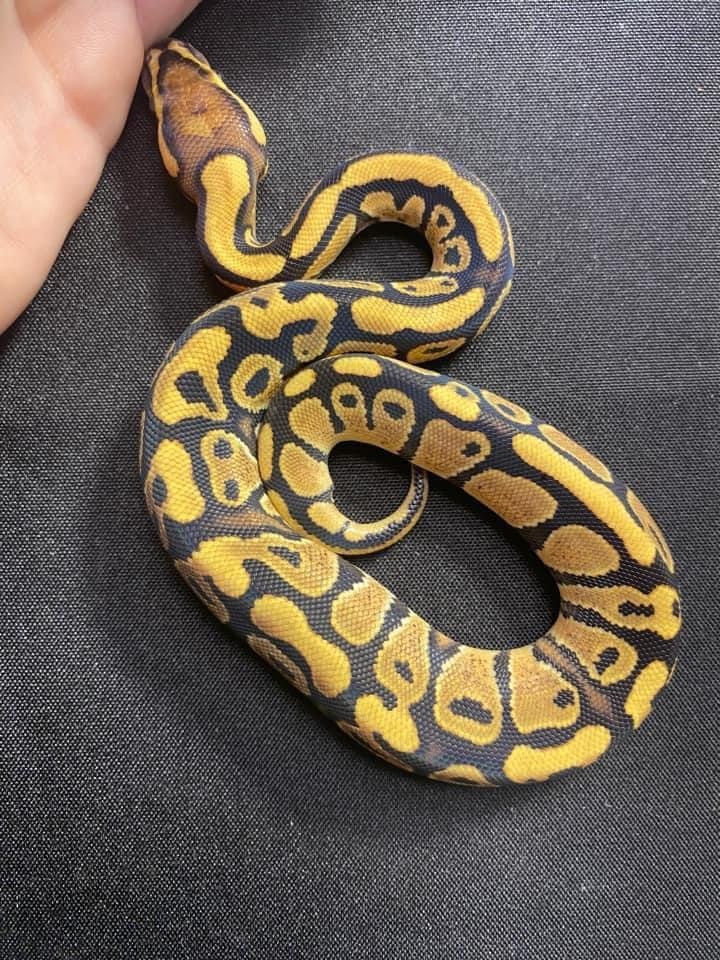 Fire 100% Het Clown Ball Python by Rootball Exotics - MorphMarket