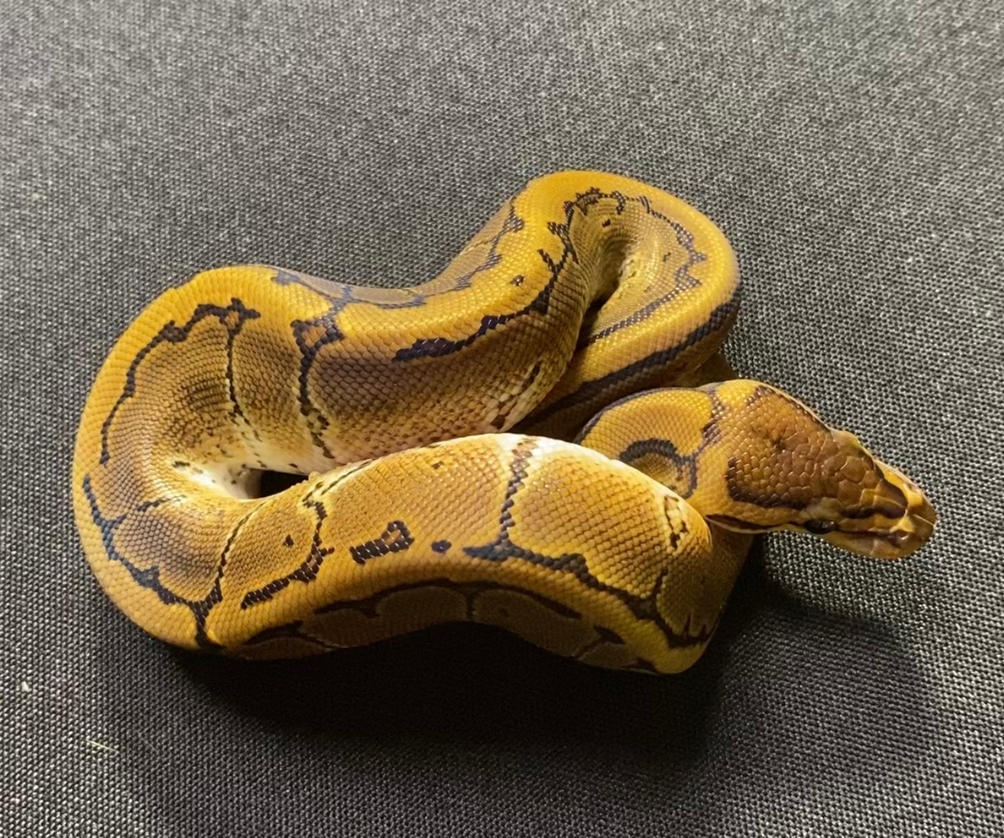 Pinstripe 100% Het Pied Ball Python by Rootball Exotics - MorphMarket