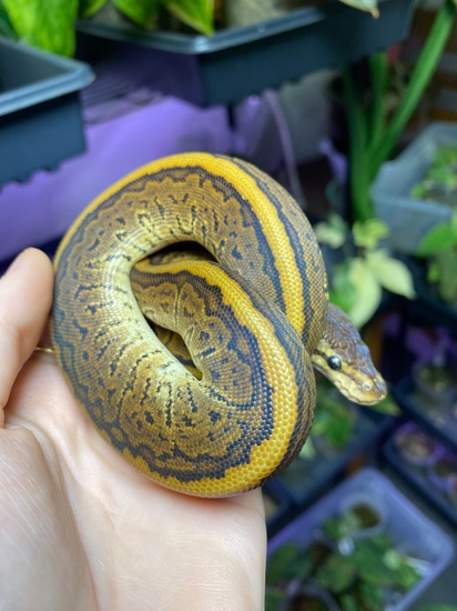 (Chocolate And/or Black Pastel) Pinstripe 100% Het Pied Ball Python by ...