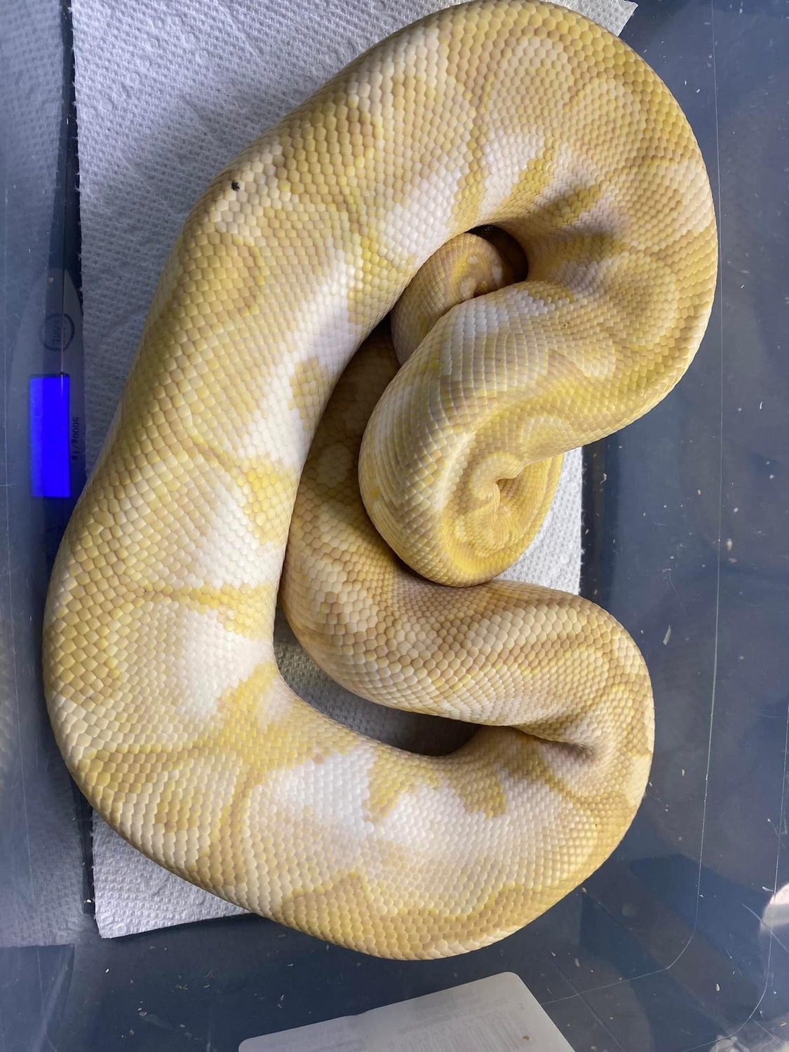 Bamboo Coral Glow Fader Possible Yellow Belly (Female Maker) Ball ...