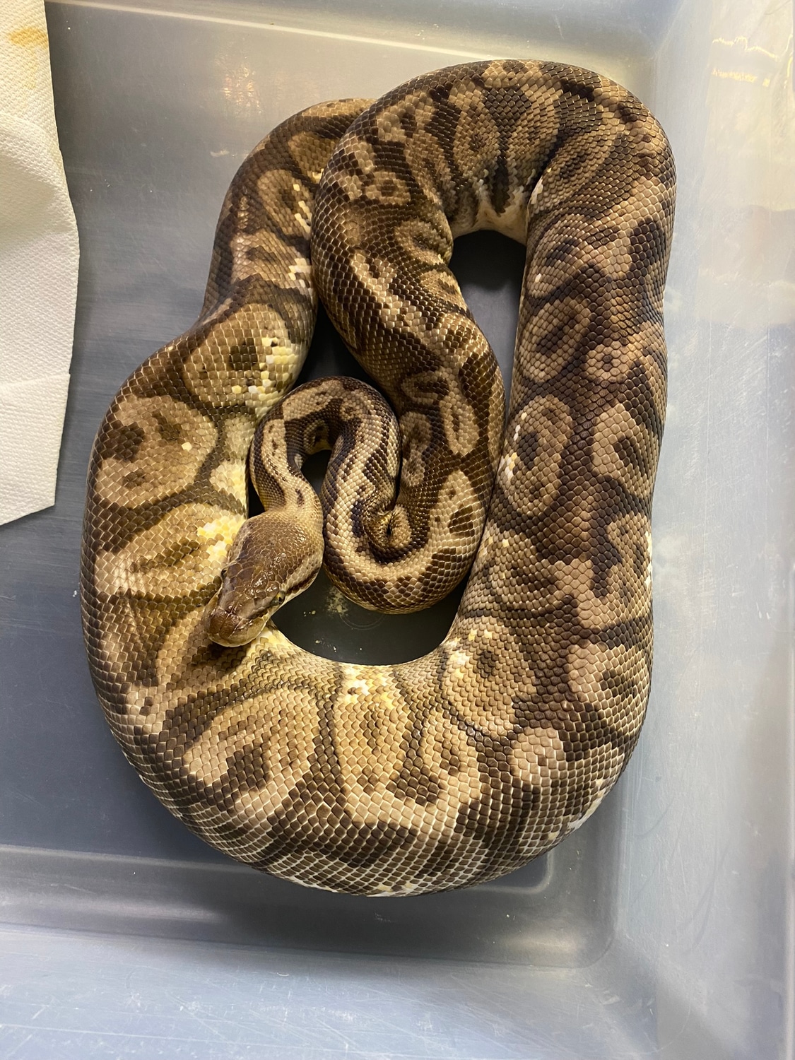 Pastel Hidden Gene Woma Granite Fader PROVEN Ball Python by Rootball ...