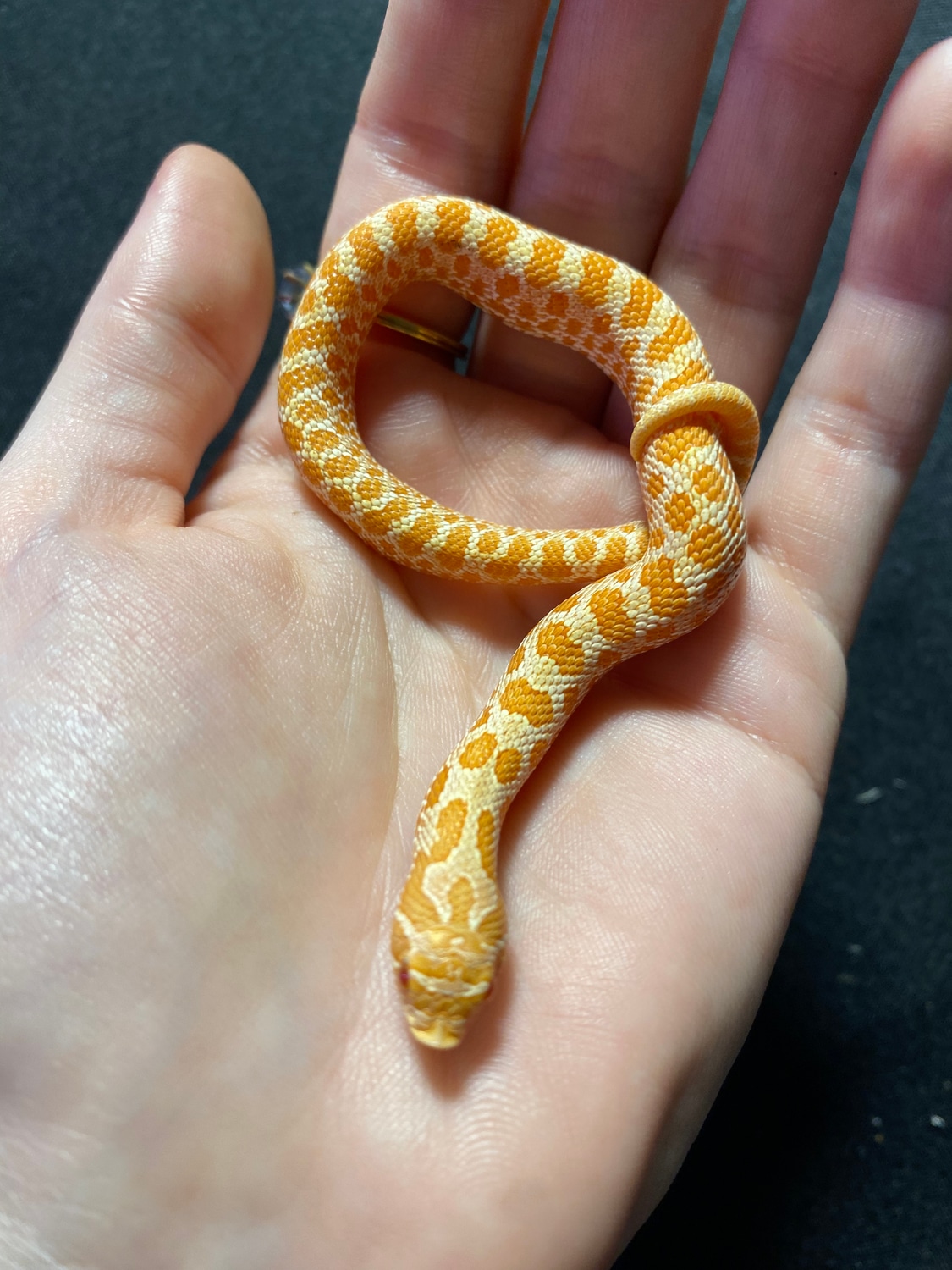 Albino 50% Het Evans Hypo Western Hognose by Rootball Exotics - MorphMarket