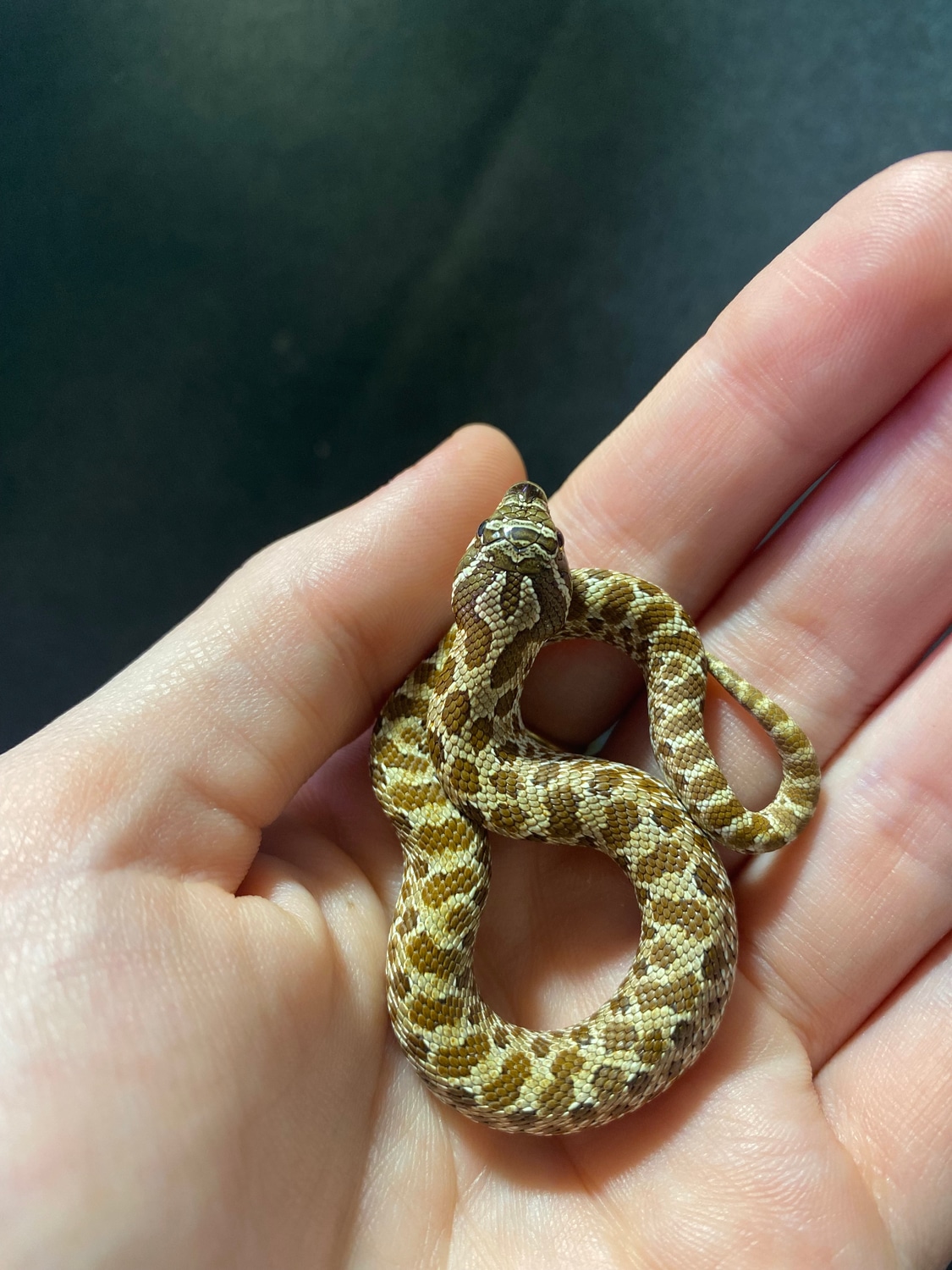 66% Het Albino, 50% Het Evans Hypo Western Hognose by Rootball Exotics ...