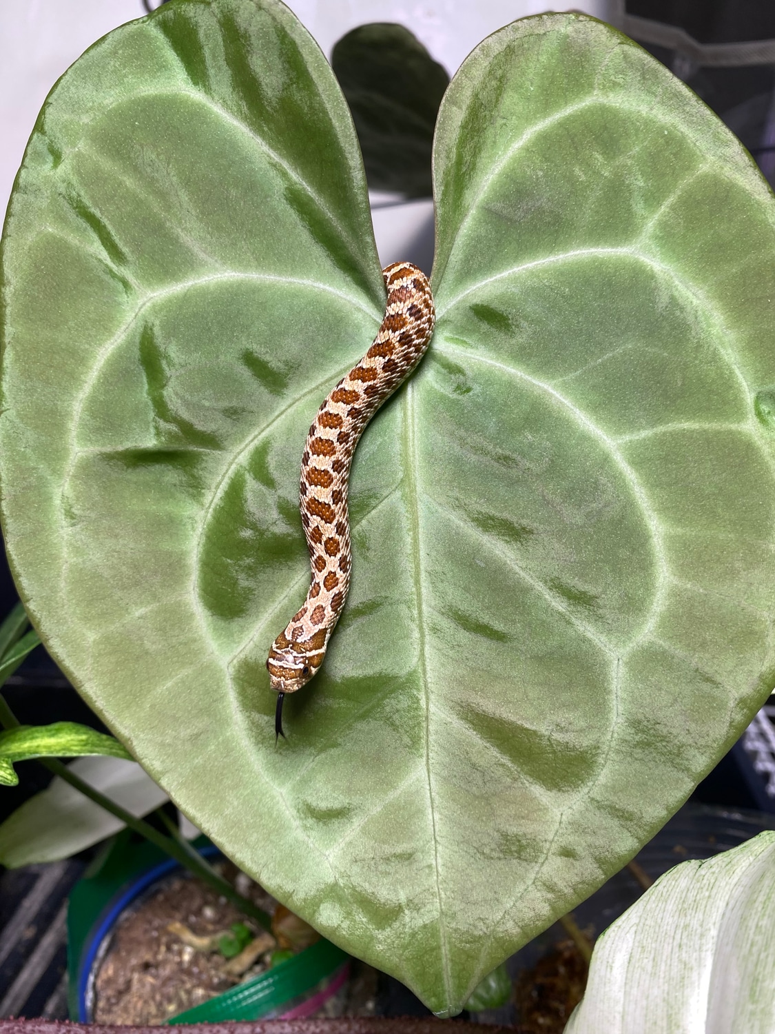 66% Het Albino, 50% Het Evans Hypo Western Hognose by Rootball Exotics ...