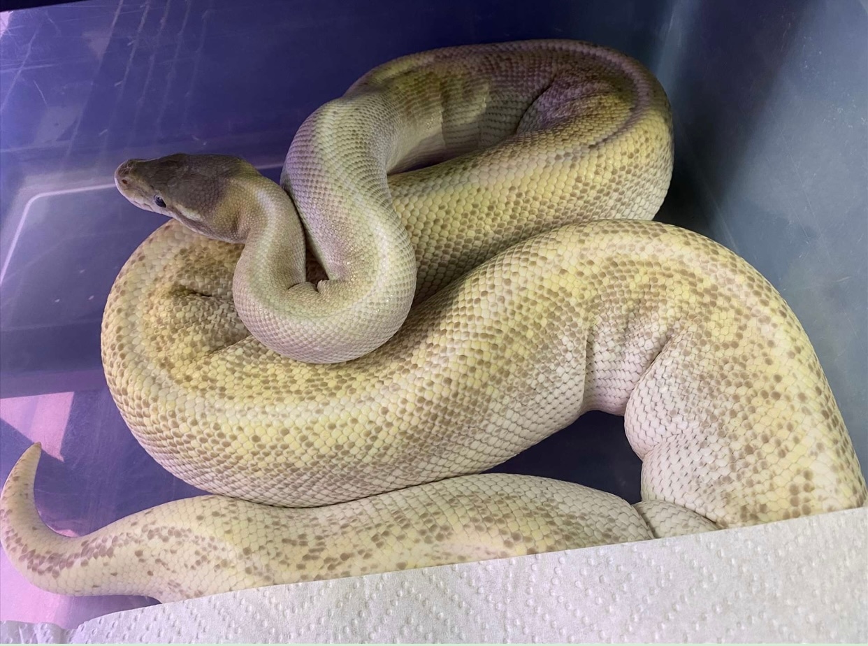 Super Mojave 100% Het Hypo Ball Python by Rootball Exotics - MorphMarket