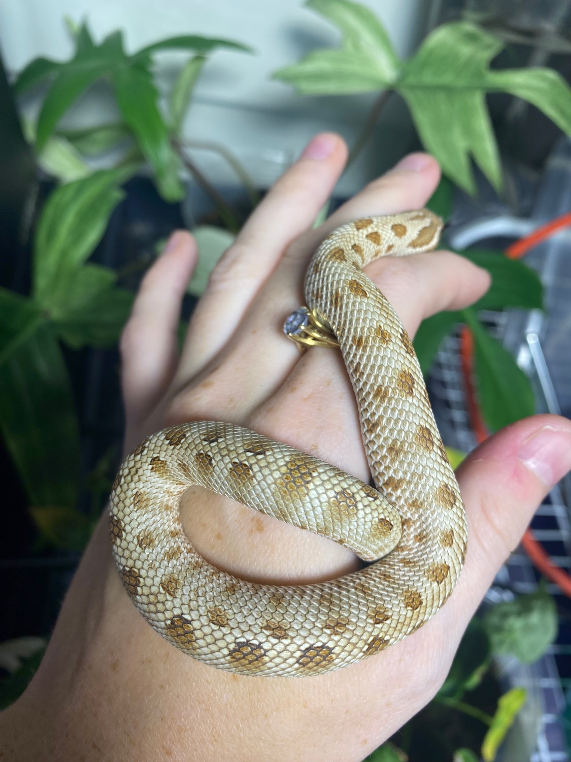 Conda 66% Het Albino, 50% Het Evans Hypo Western Hognose by Rootball ...