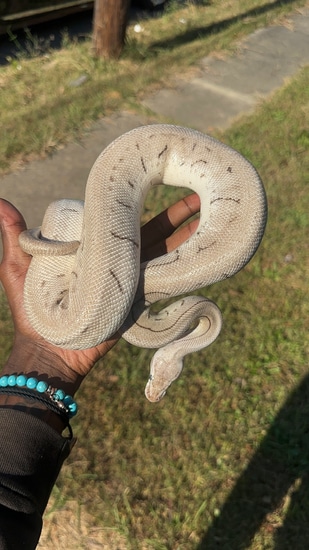 Vpi Axanthic Leopard Spinner Blast! Ball Python by Yurr Krazy Reptiles