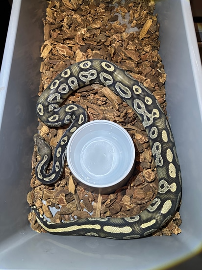 Black Head Red Gene Ringer Gene Ghost (Hypo) Ball Python by Yurr Krazy ...