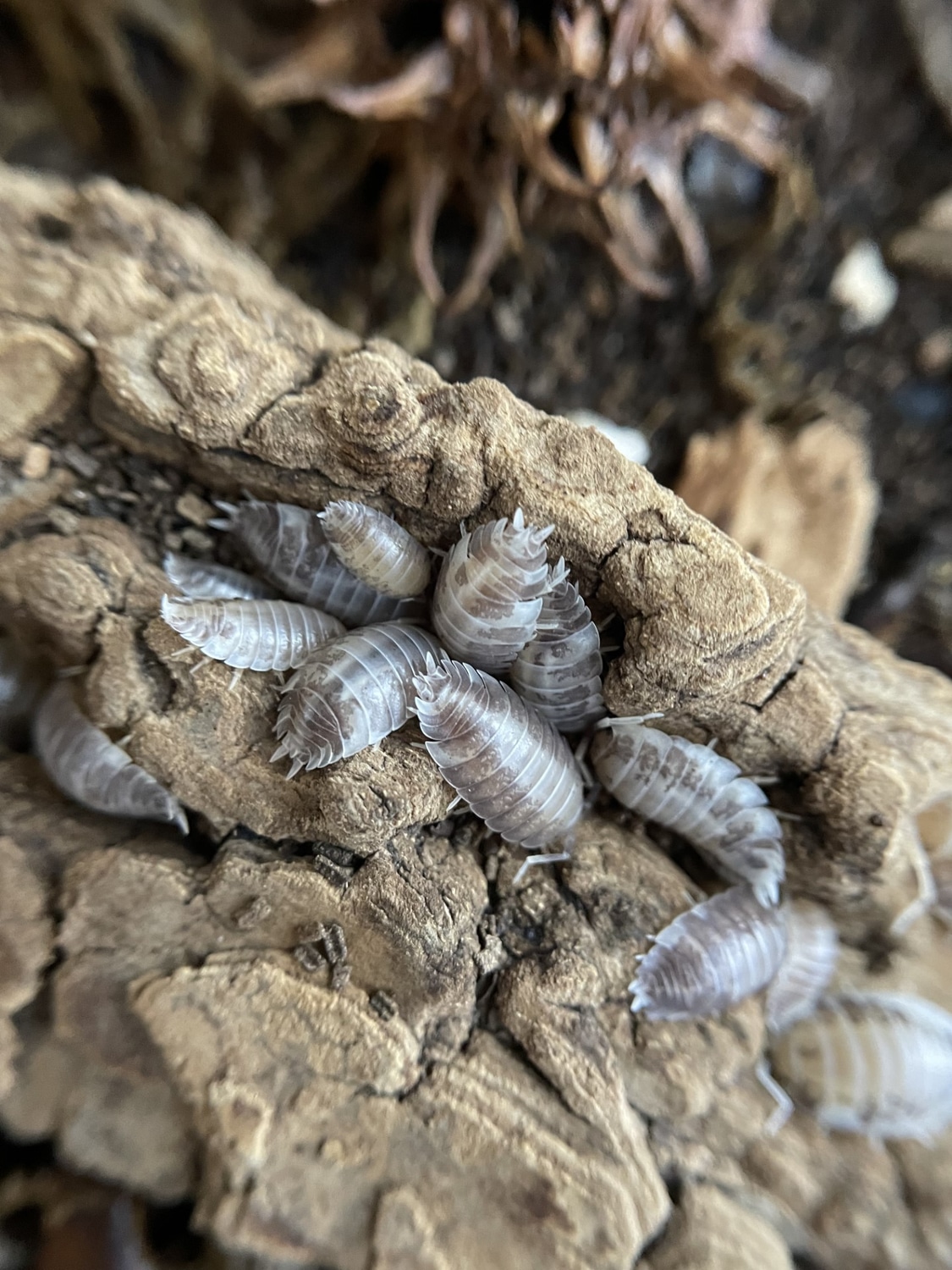 10 Count Milkback Isopod by Rosch Exotics - MorphMarket