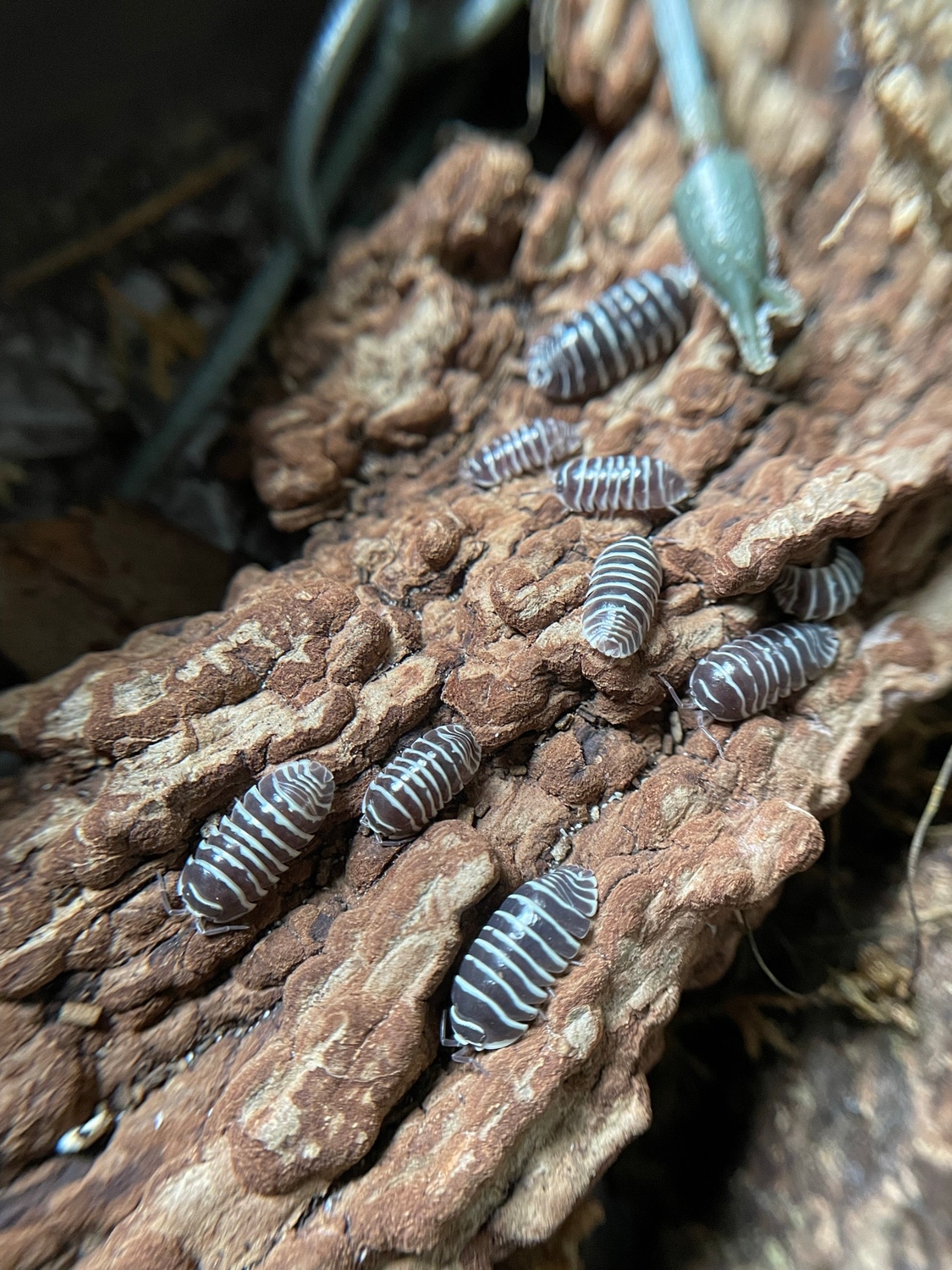10 Count Zebra Isopod by Rosch Exotics - MorphMarket