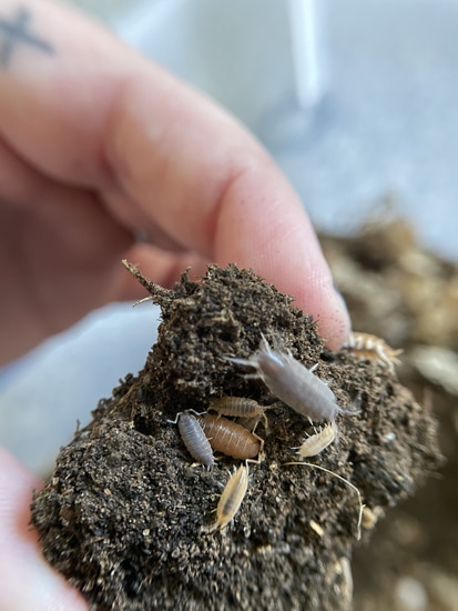 25 Count Powder Isopod by Rosch Exotics