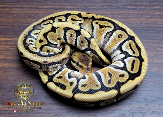Fire Granite Hidden Gene Woma 100% Het Clown Ball Python by Rose City ...