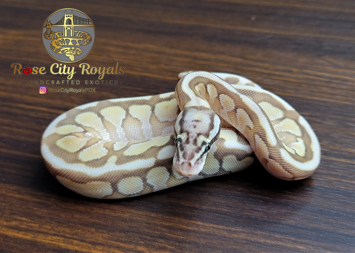 Pastel Lesser Enchi Spotnose 50% Het Clown Ball Python by Rose City ...