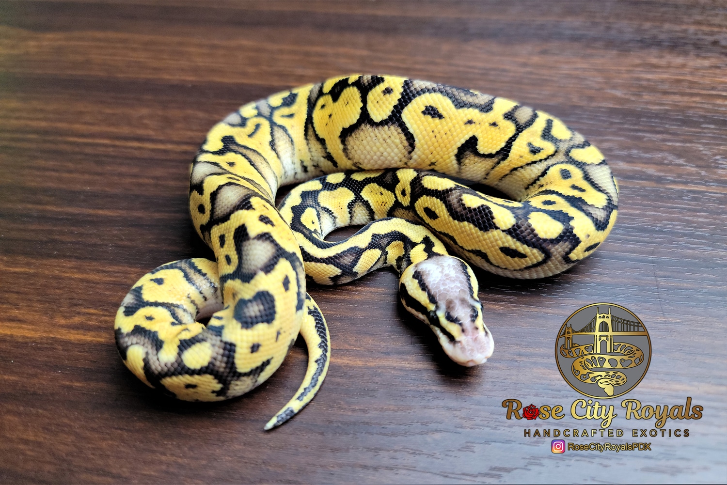 Super Pastel Yellowbelly 50% Het Clown Ball Python by Rose City Royals ...