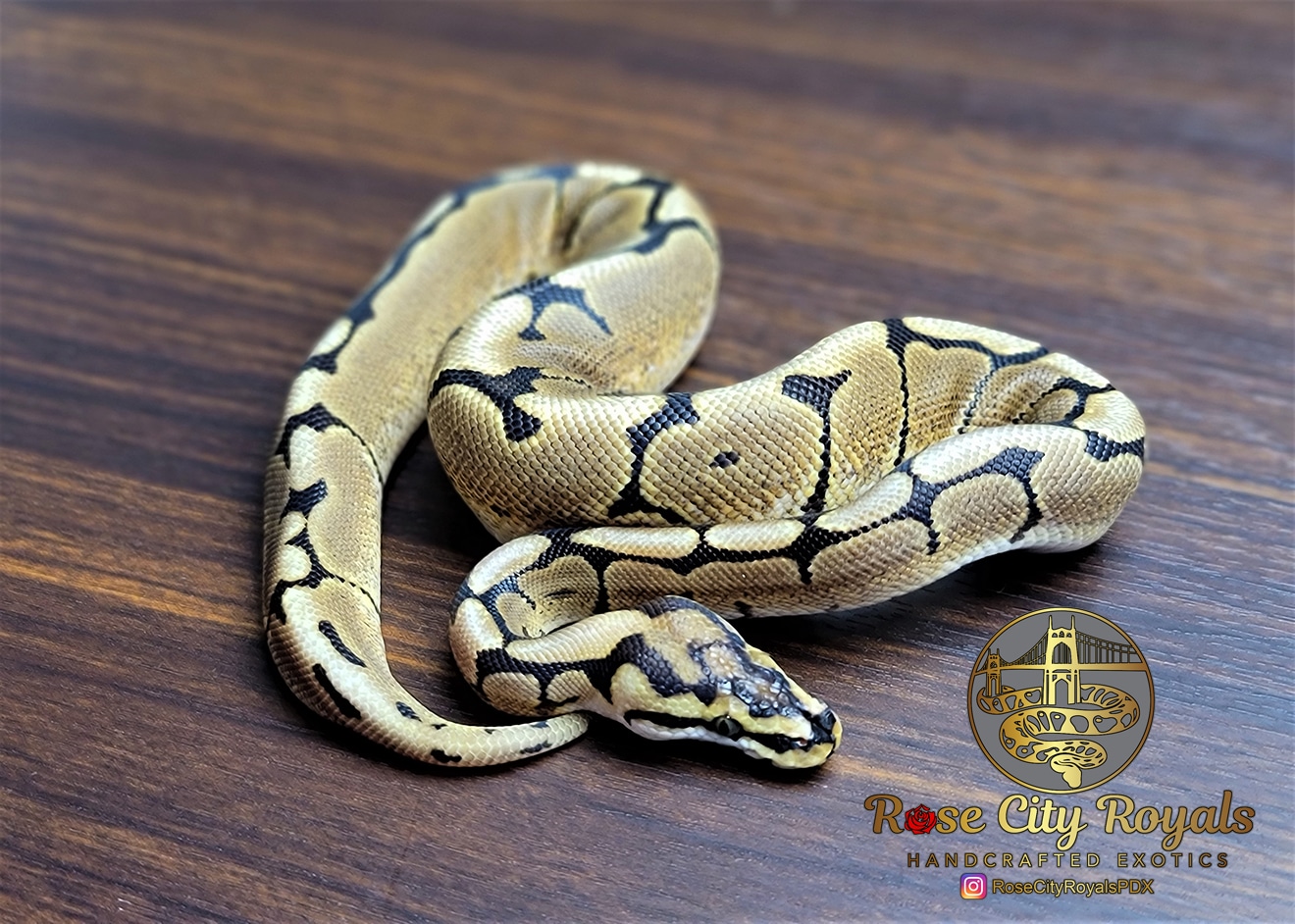 Spider 50% Het Clown Ball Python by Rose City Royals LLC - MorphMarket