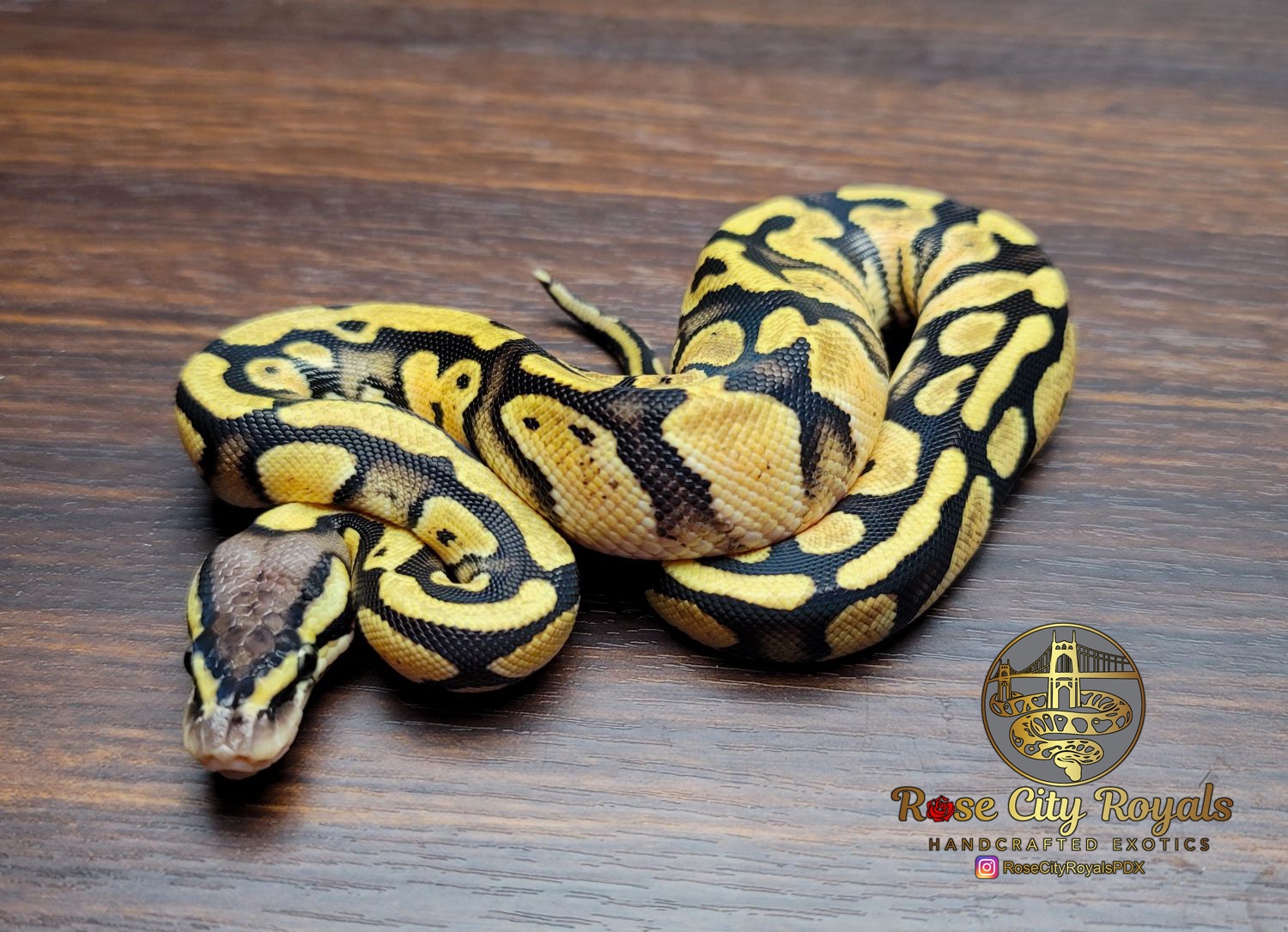Pastel 66% Het Clown 50% Het Pied Ball Python by Rose City Royals LLC ...