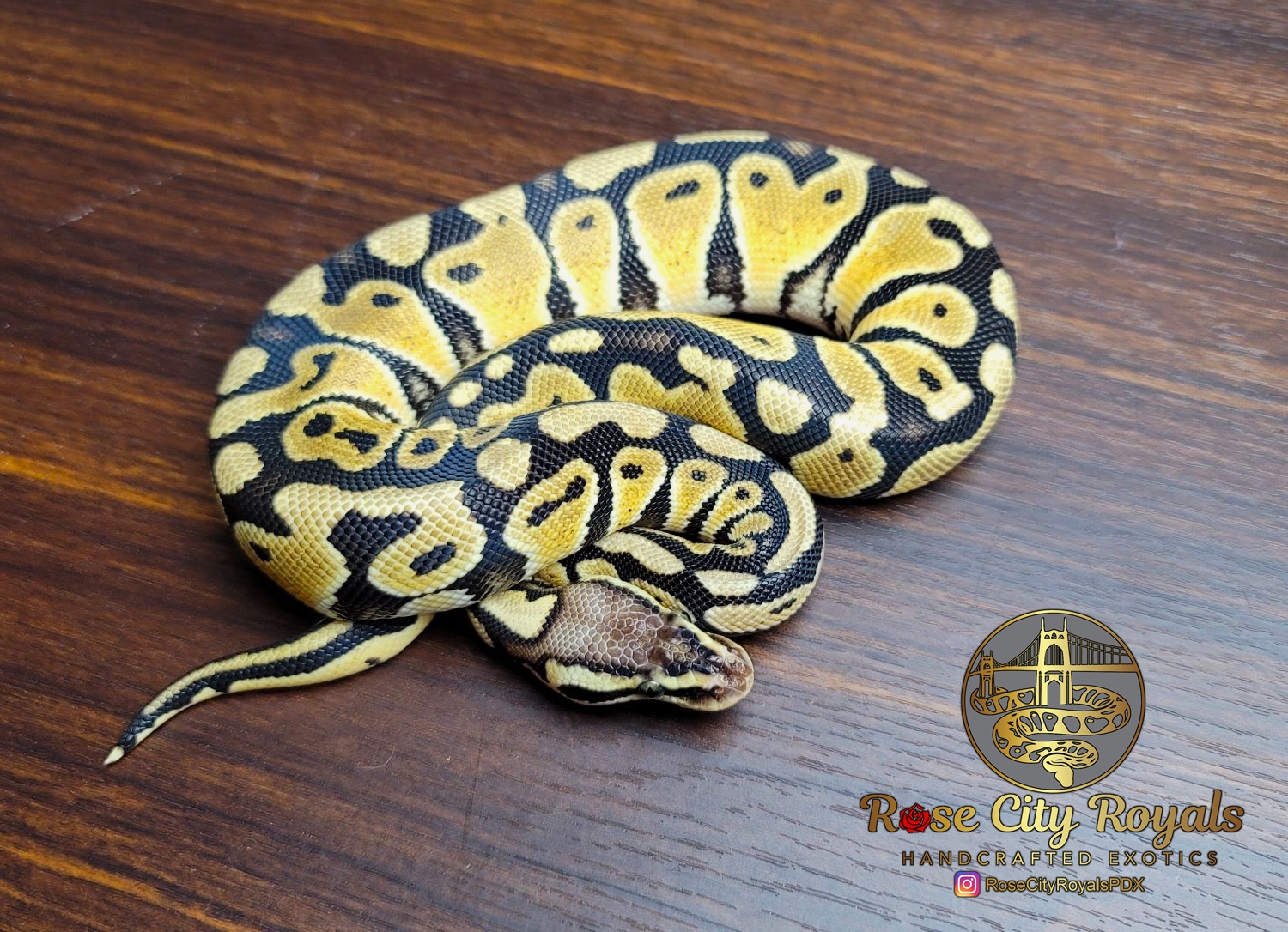 Pastel 100% Het Clown Ball Python by Rose City Royals LLC - MorphMarket