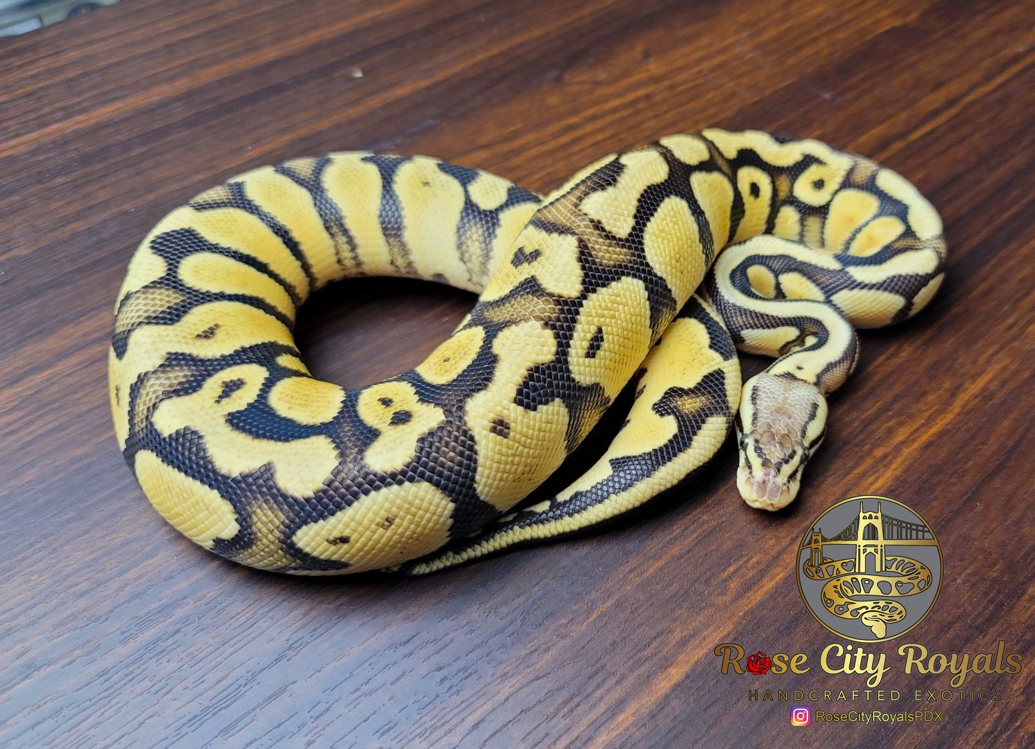 Super Pastel Blade Yellowbelly 50% Het Clown Ball Python by Rose City ...